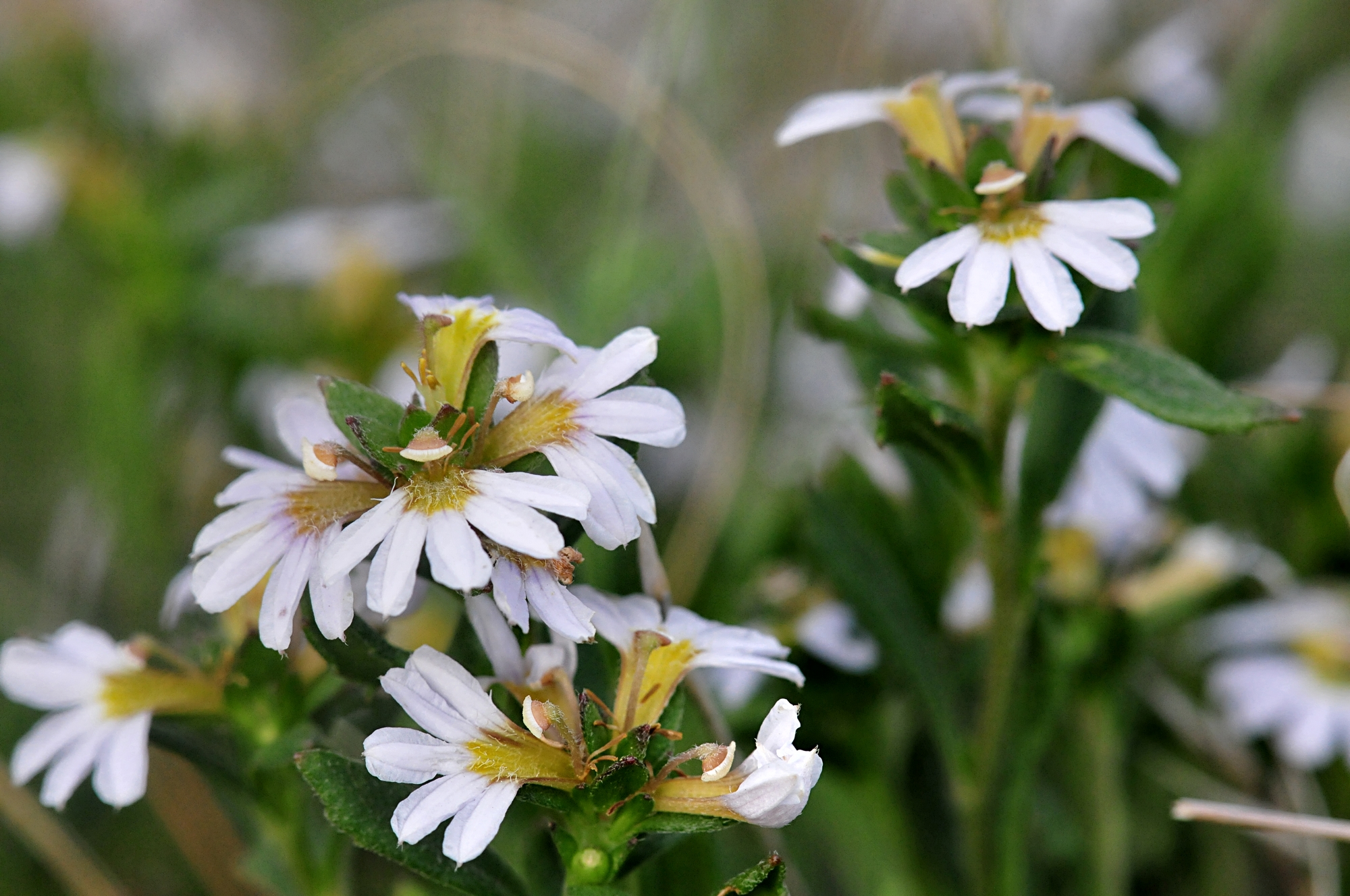 Scaevola albida