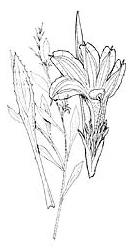Scaevola angustata