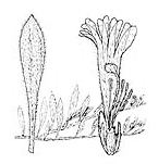 Scaevola calendulacea