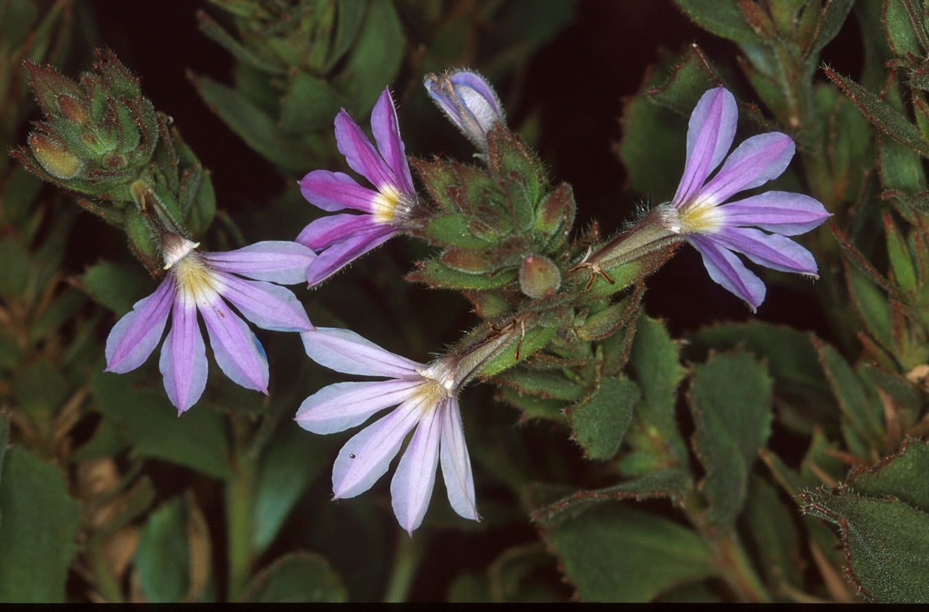 Scaevola obovata