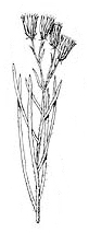 Senecio macrocarpus