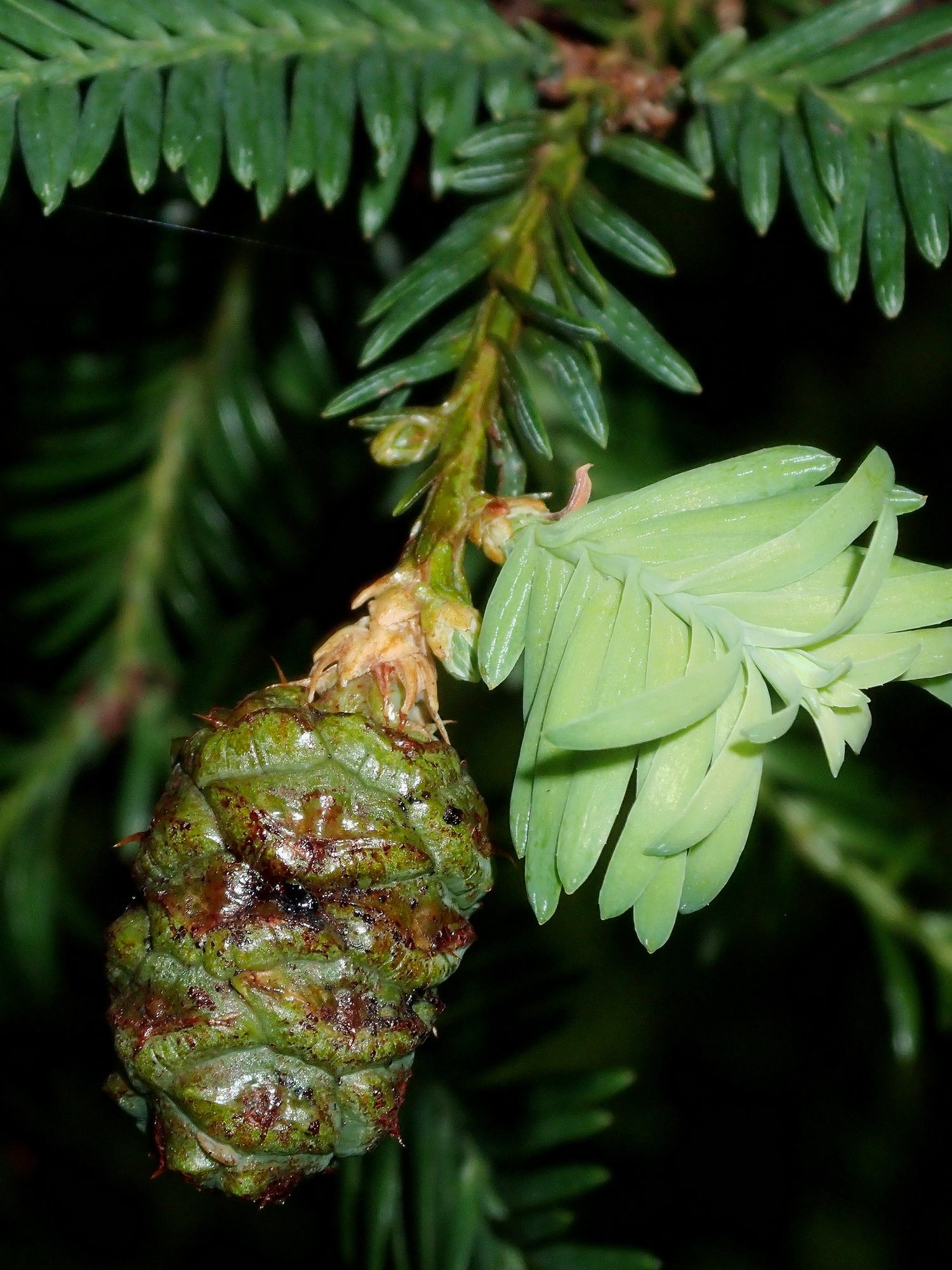 Sequoia sempervirens