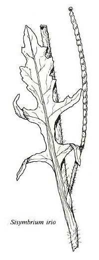 Sisymbrium irio