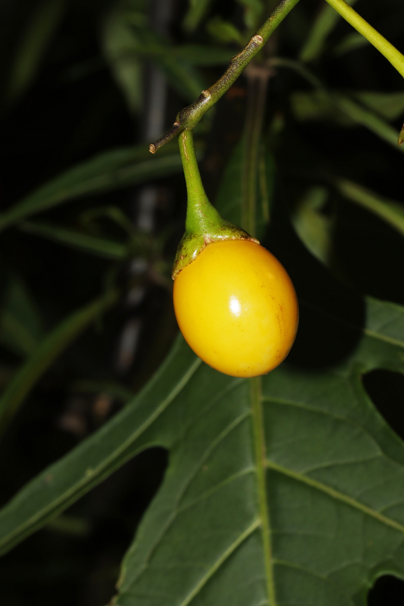 Solanum laciniatum