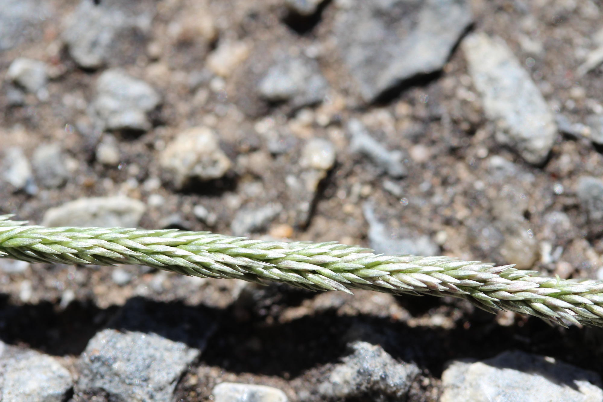 Sporobolus africanus