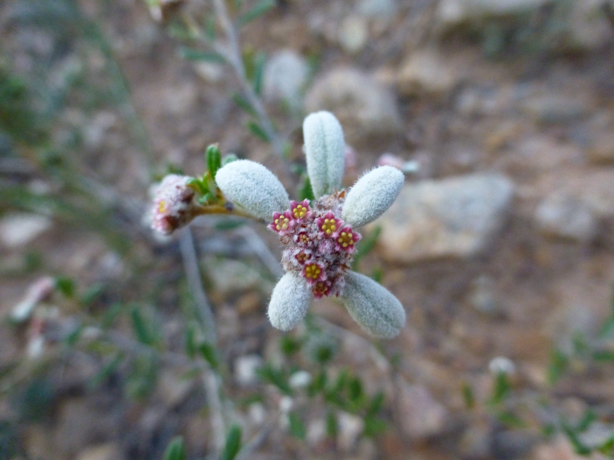 Spyridium bifidum subsp. wanillae