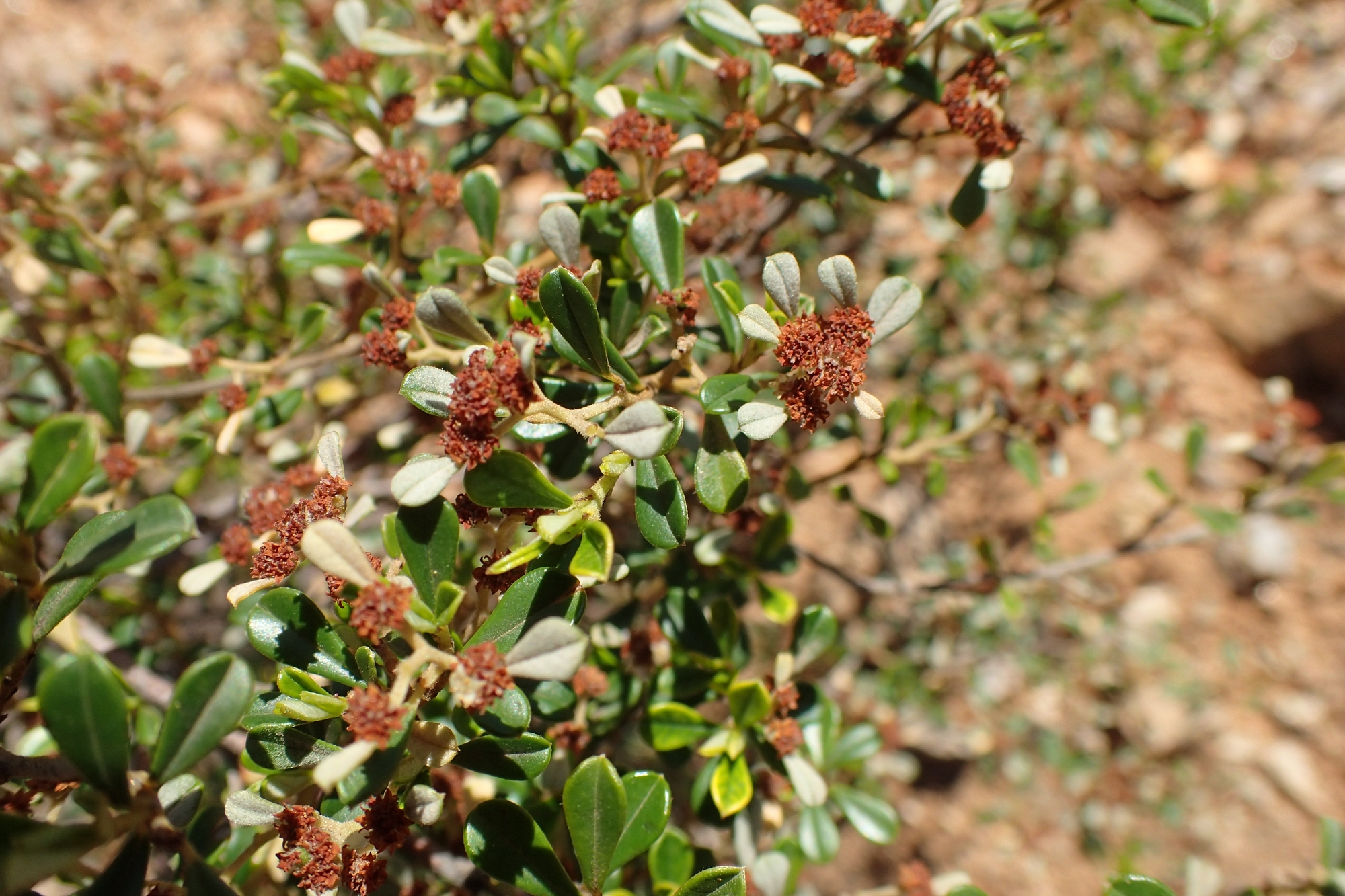 Spyridium daphnoides