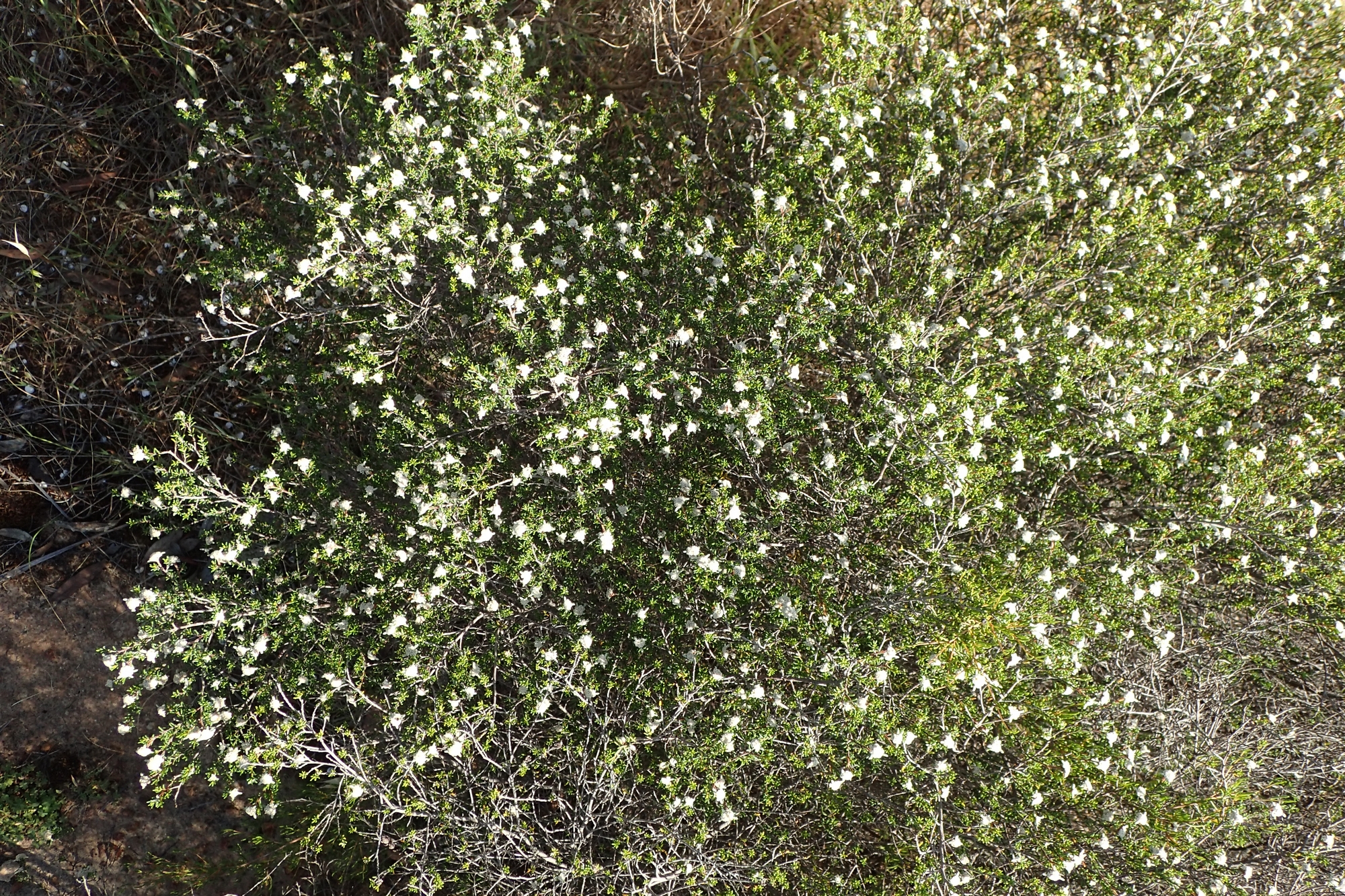 Spyridium leucopogon