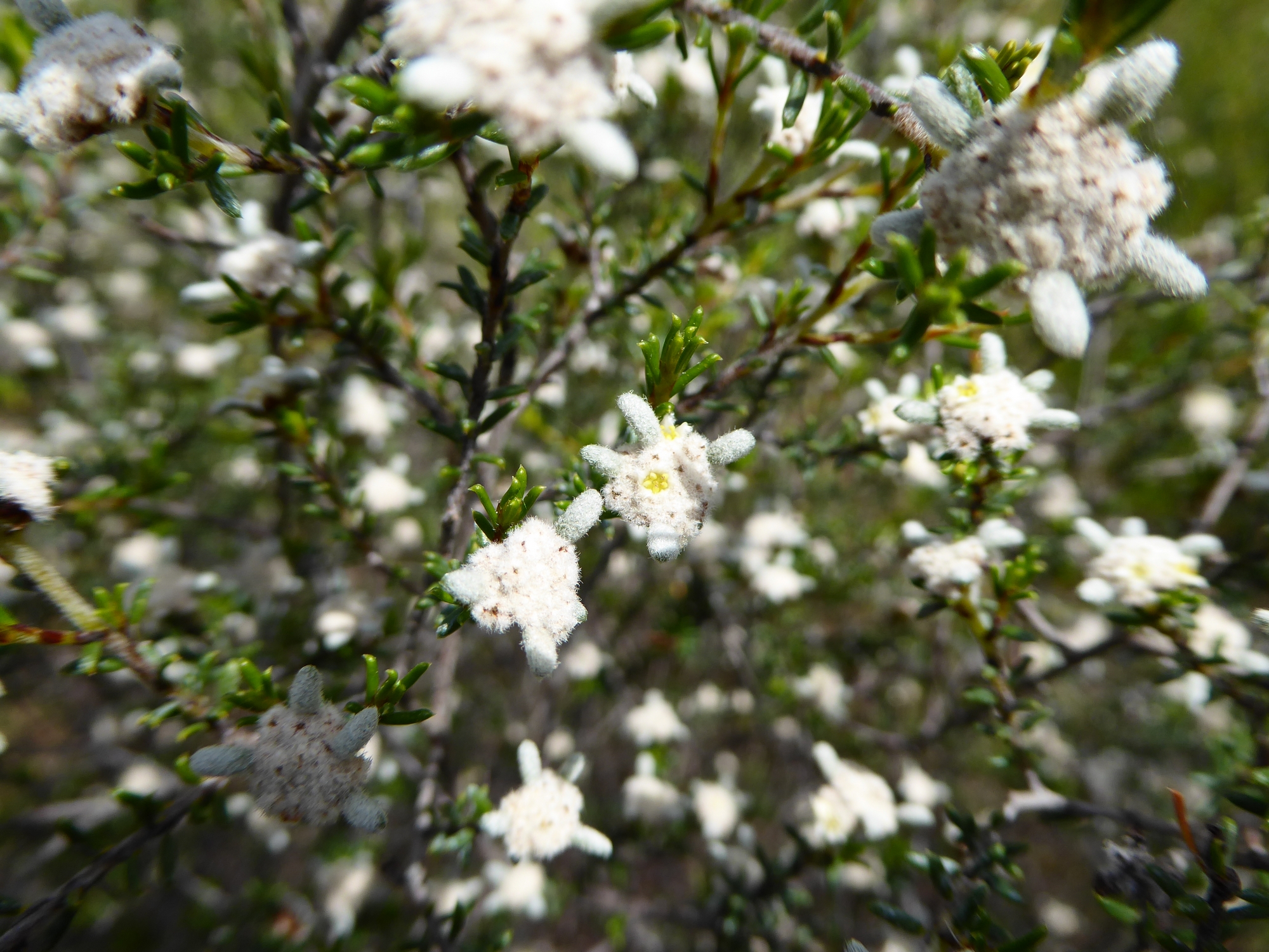 Spyridium leucopogon