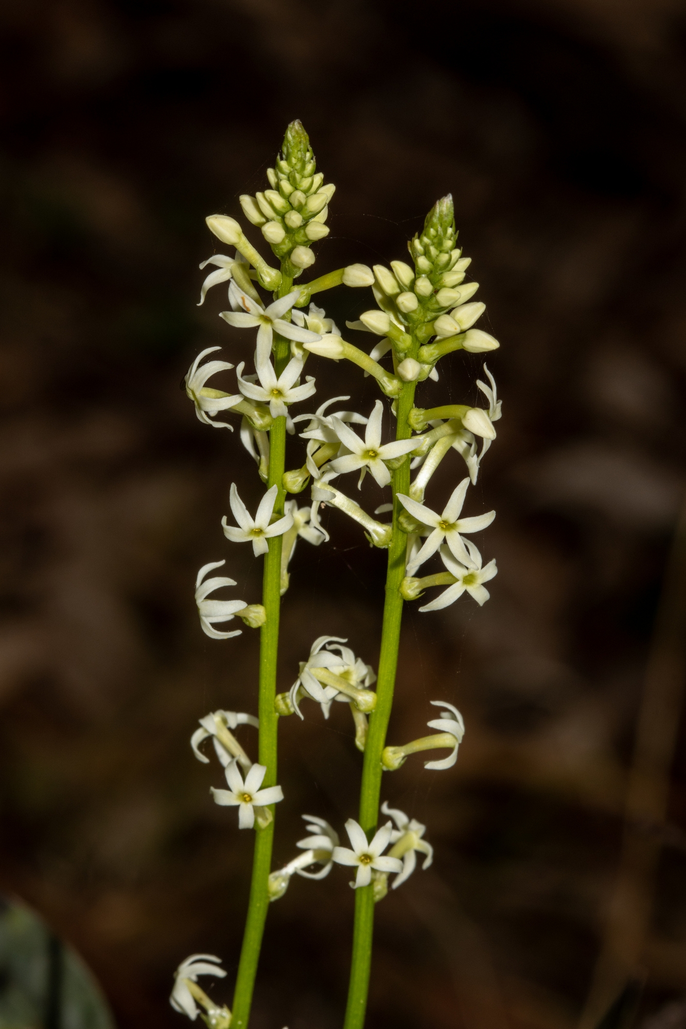 Stackhousia aspericocca