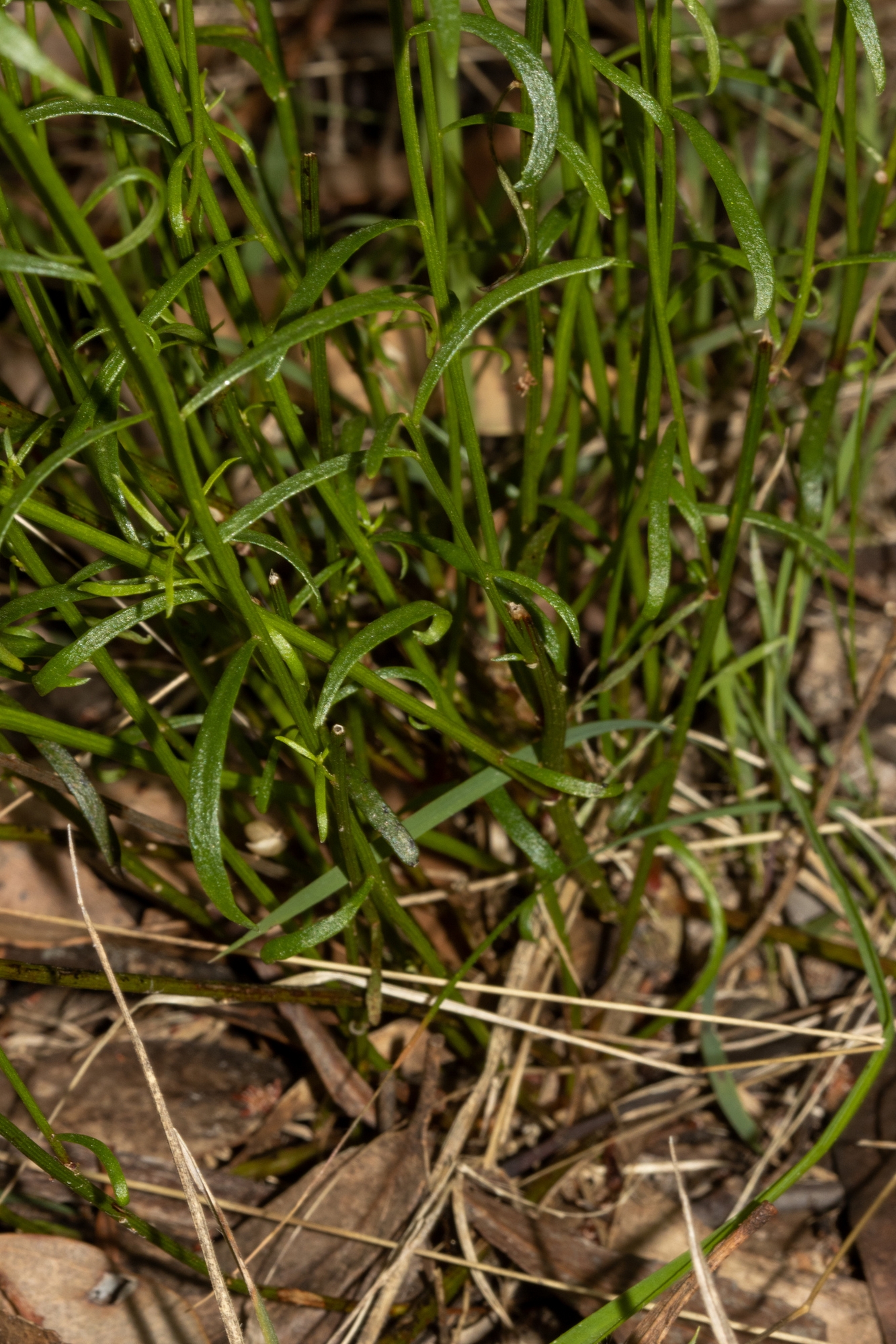 Stackhousia aspericocca