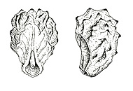 Stackhousia clementii