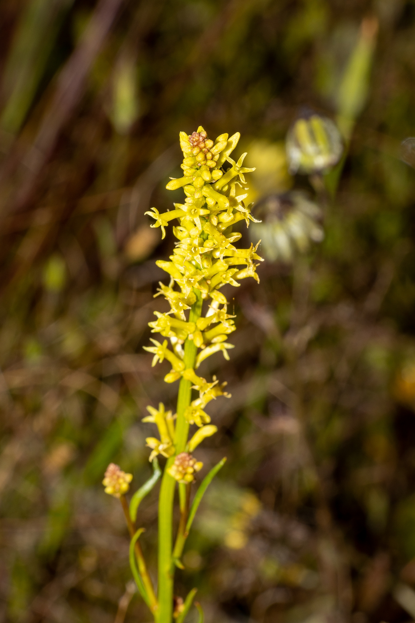 Stackhousia muricata