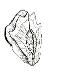 Stackhousia spathulata