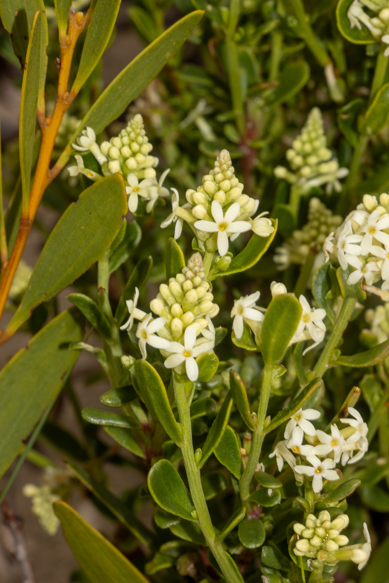 Stackhousia spathulata