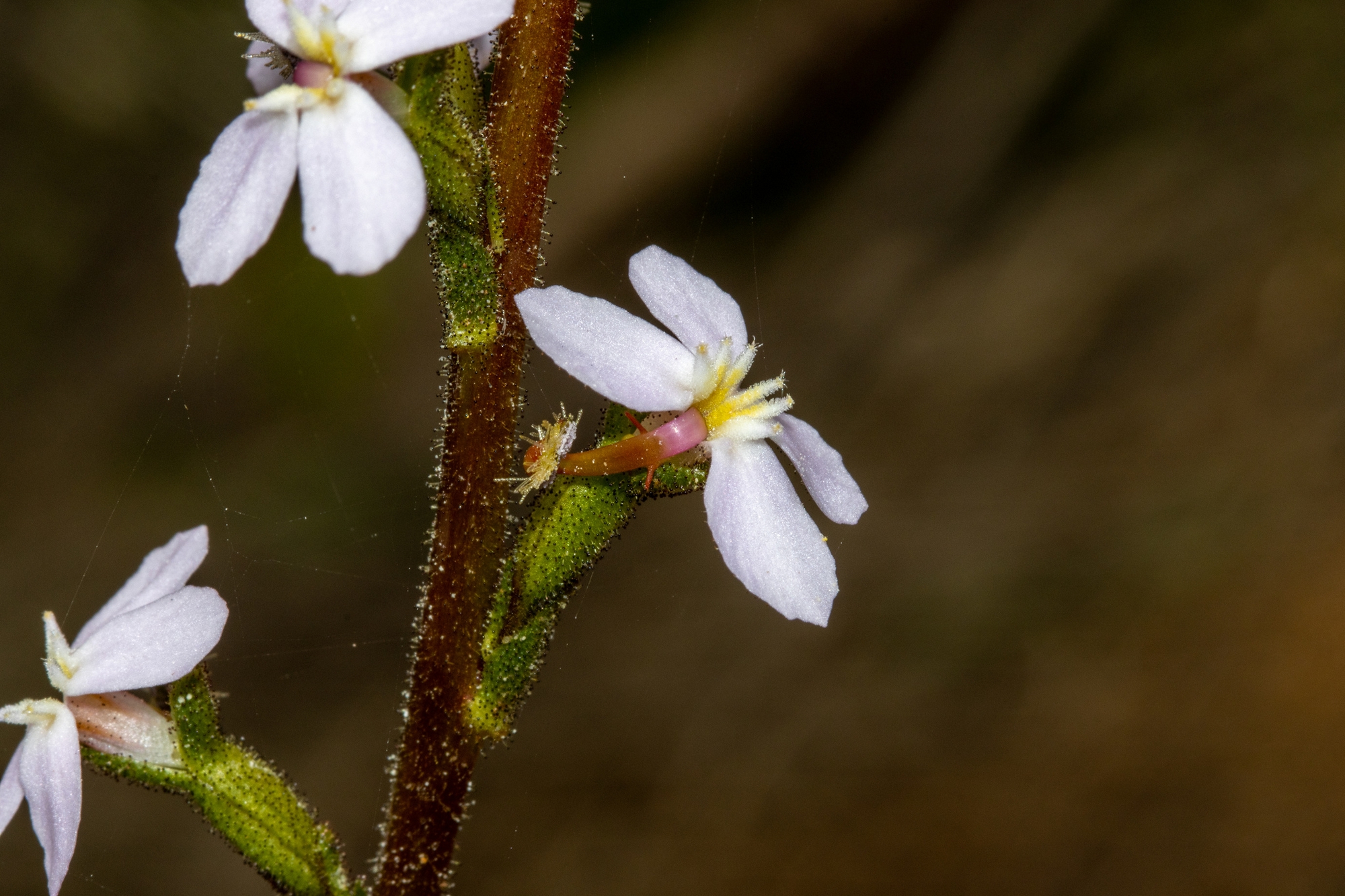 Stylidium armeria subsp. armeria
