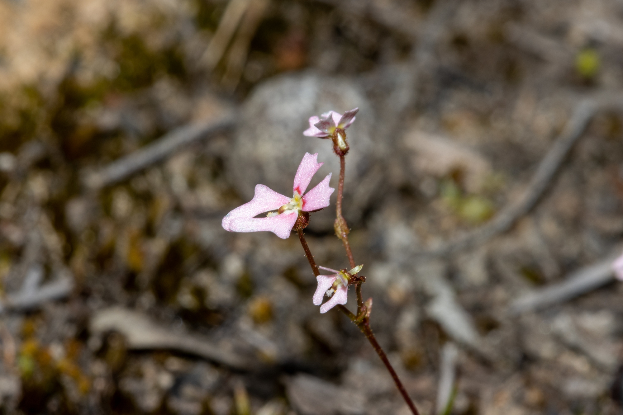 Stylidium calcaratum