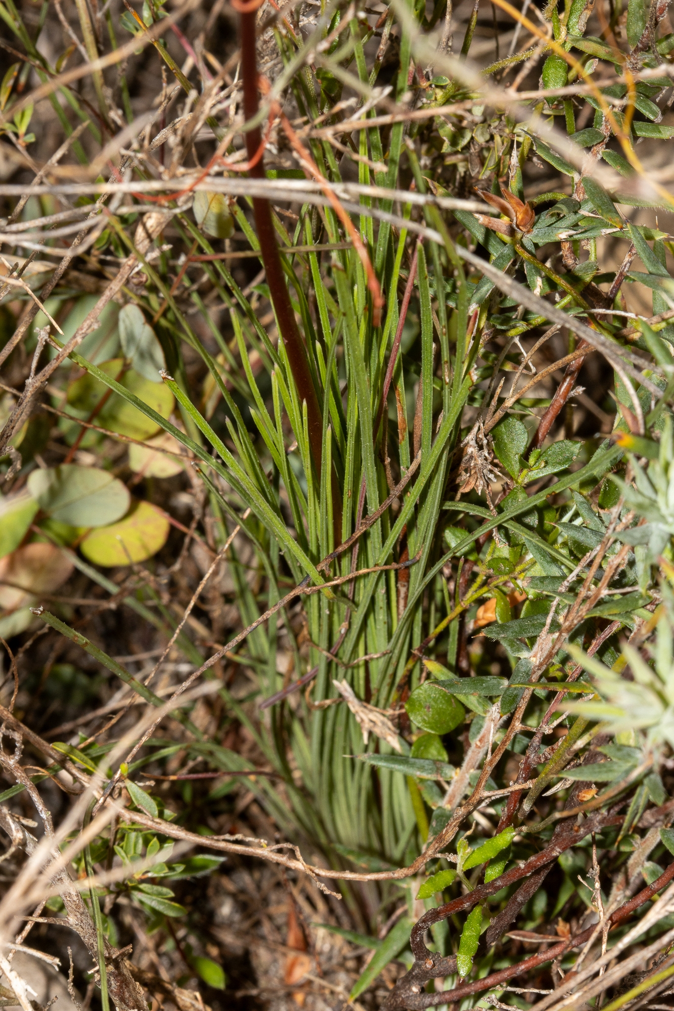 Stylidium graminifolium