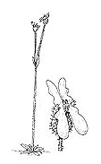 Stylidium perpusillum