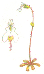 Stylidium perpusillum