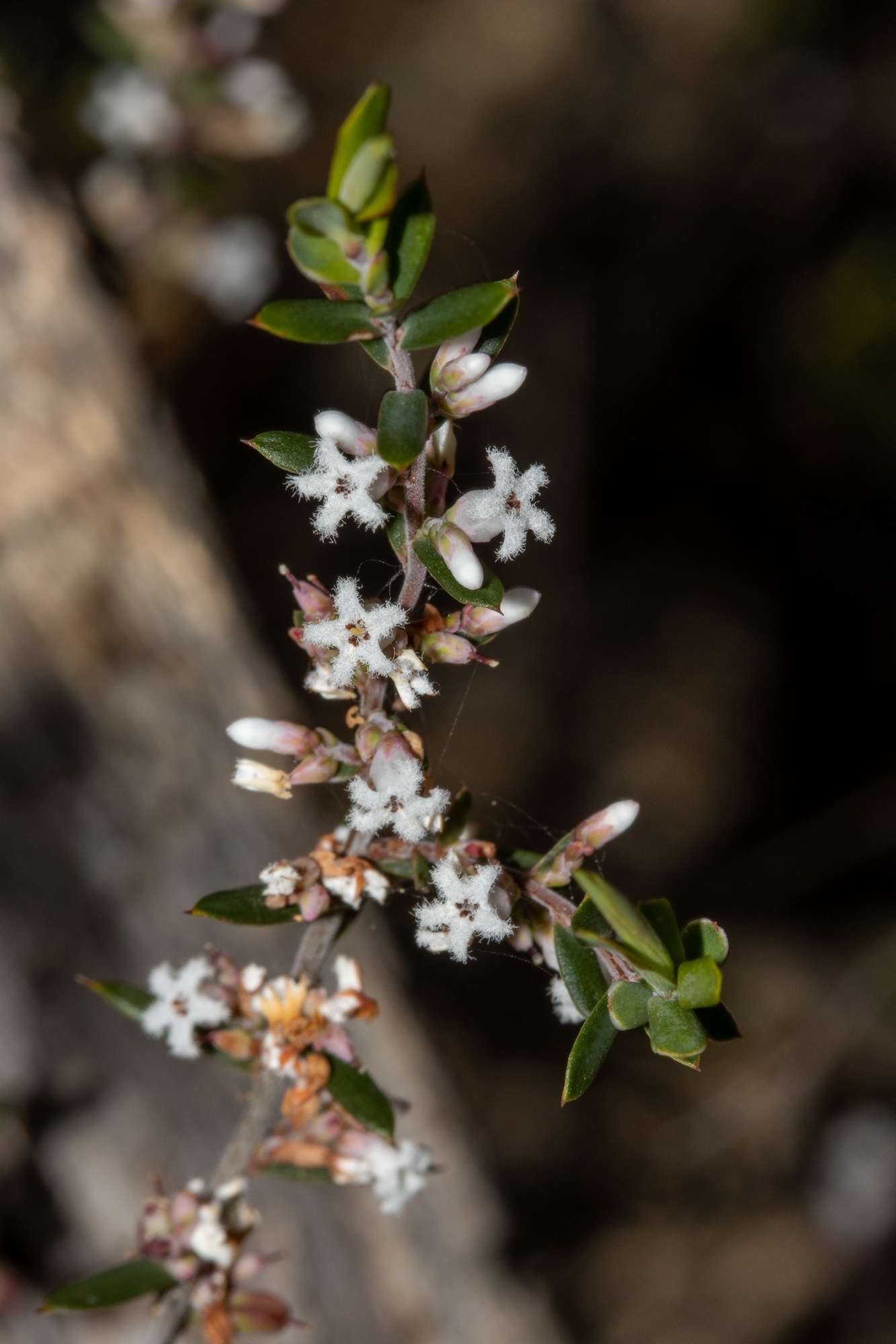 Styphelia ericoides