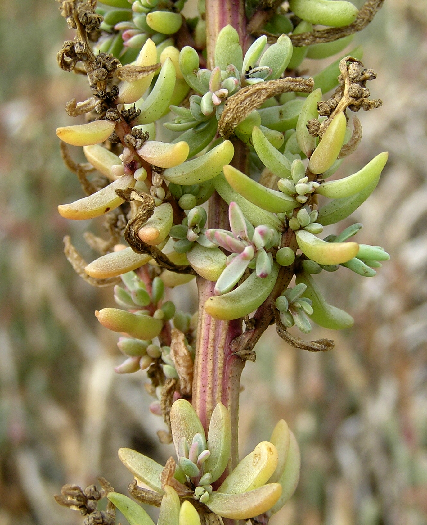 Suaeda australis