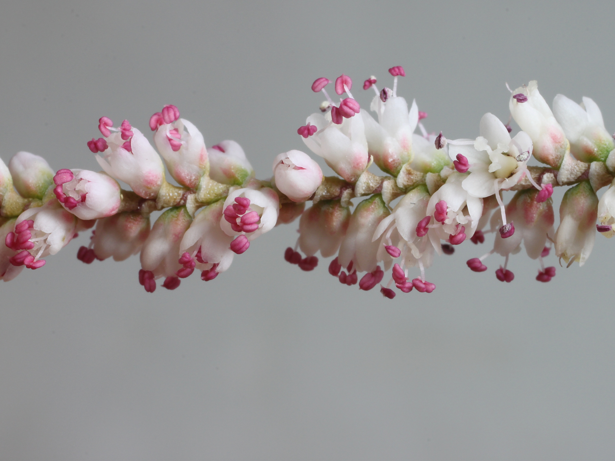 Tamarix aphylla