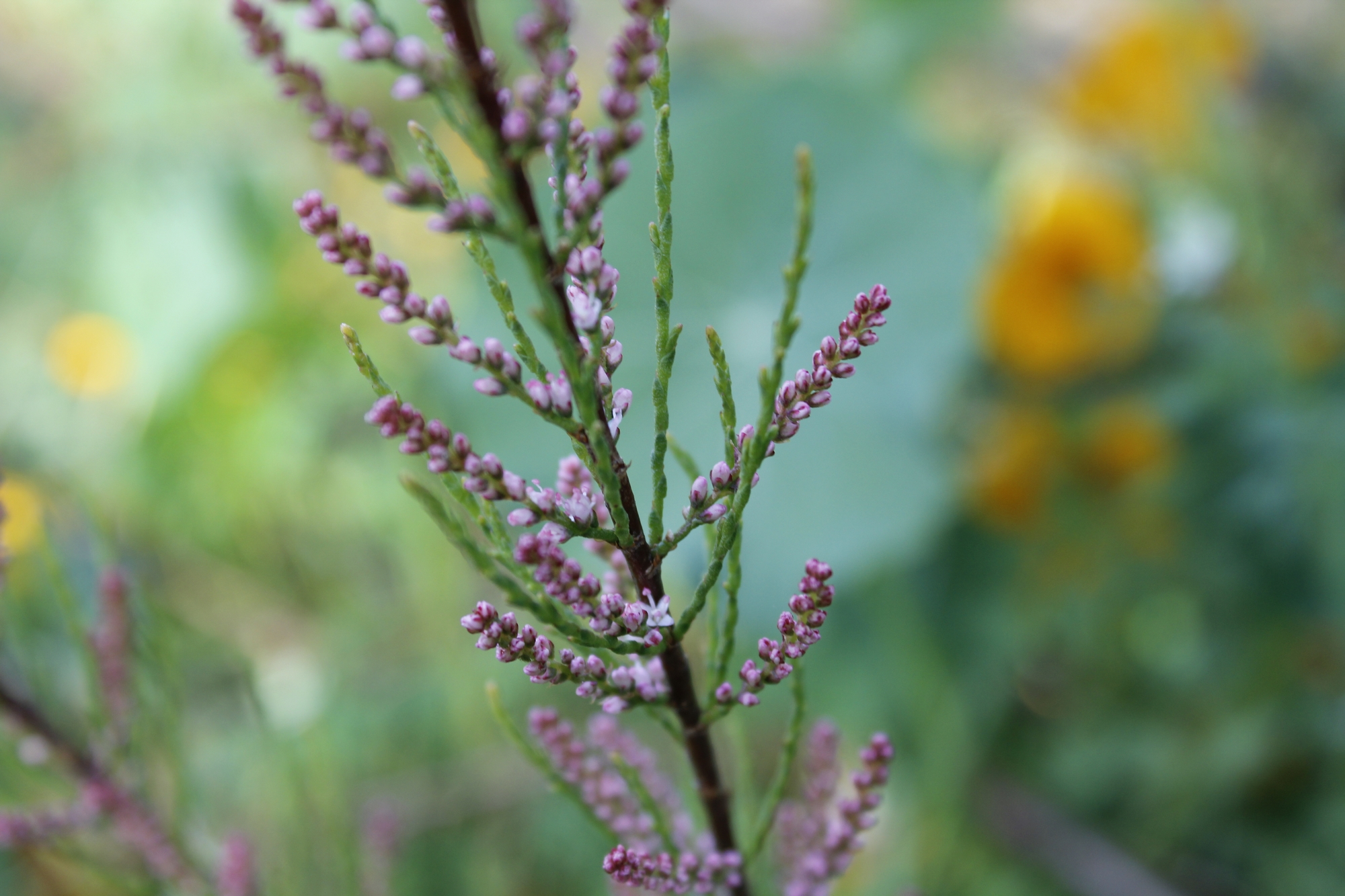 Tamarix parviflora