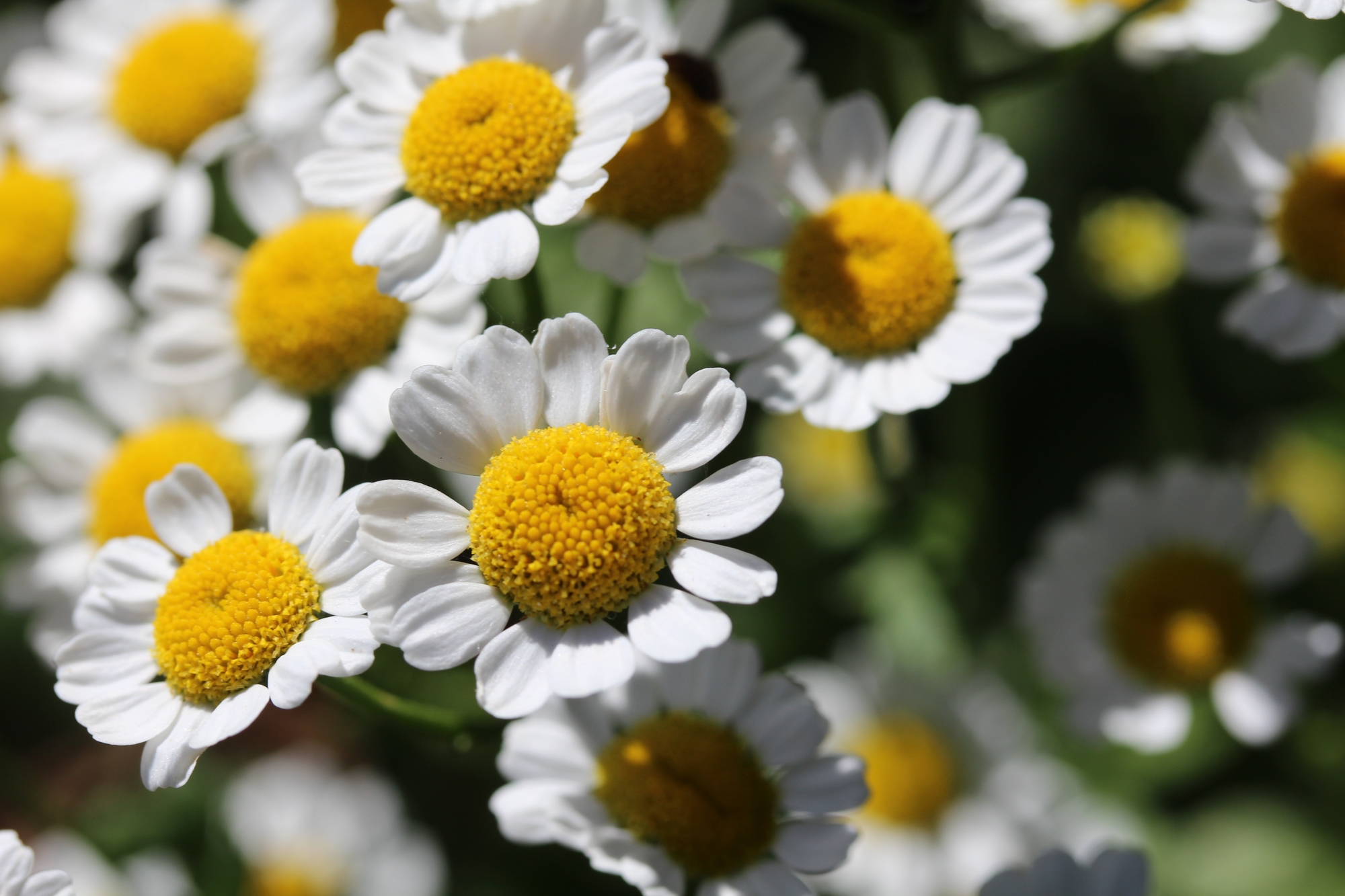 Tanacetum parthenium