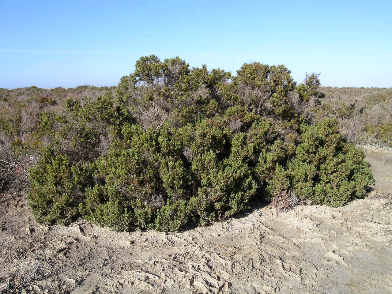 Tecticornia arbuscula