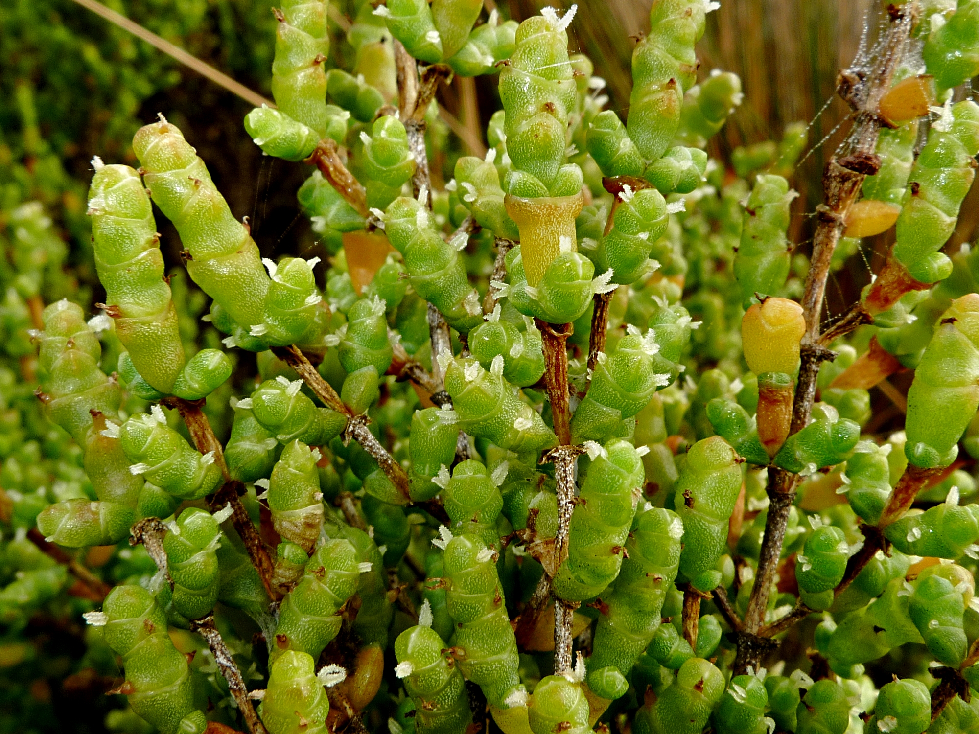 Tecticornia arbuscula