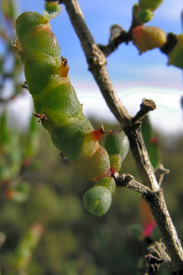 Tecticornia arbuscula