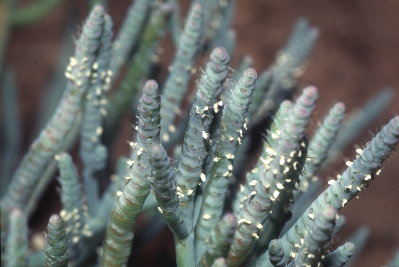 Tecticornia cupuliformis