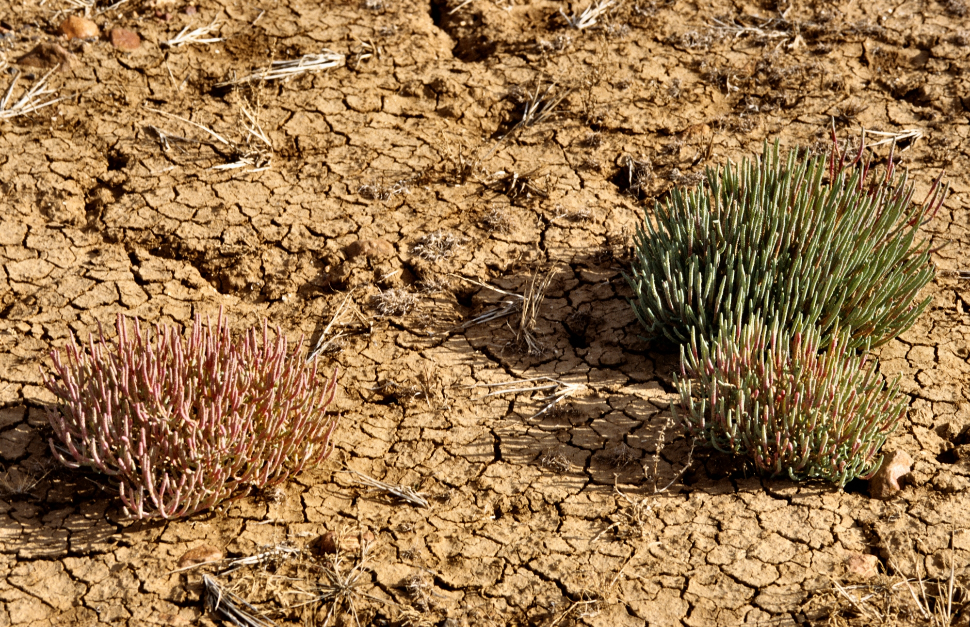 Tecticornia cupuliformis