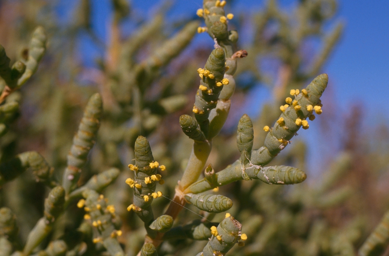 Tecticornia disarticulata