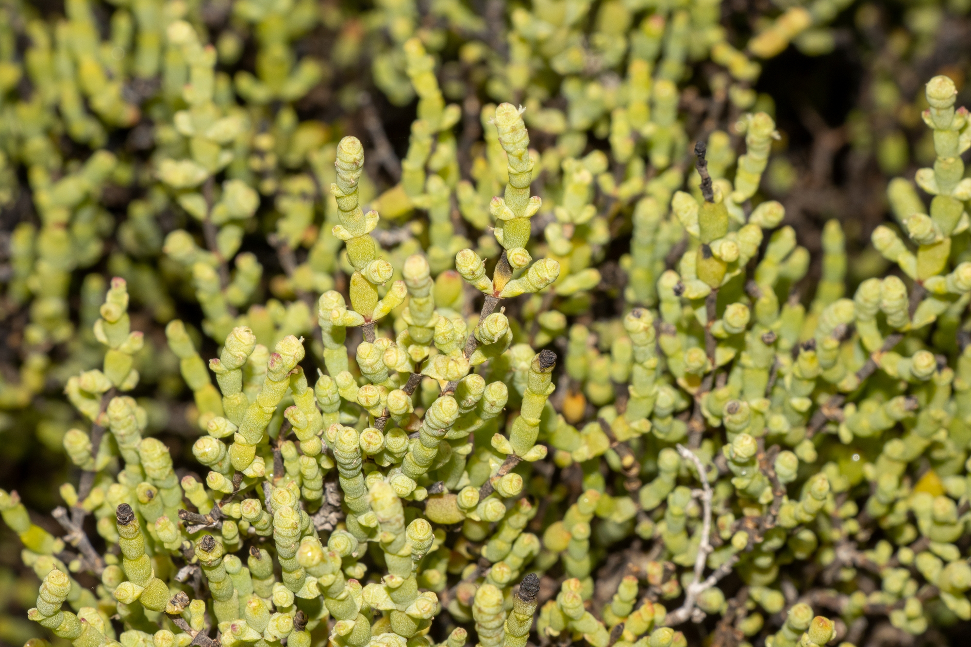 Tecticornia disarticulata