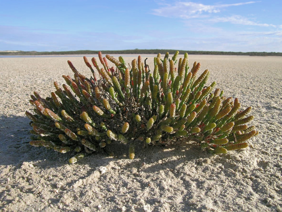 Tecticornia flabelliformis