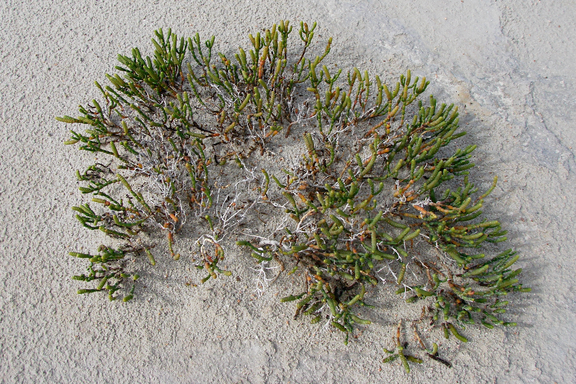 Tecticornia flabelliformis