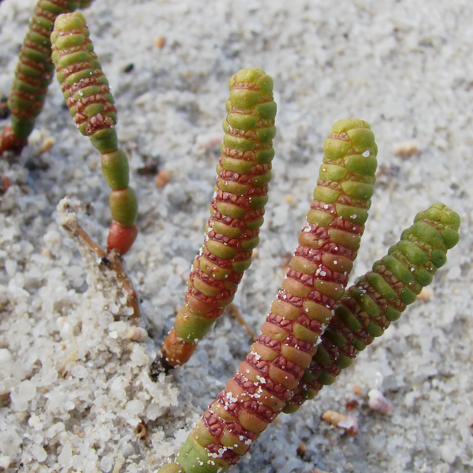 Tecticornia flabelliformis