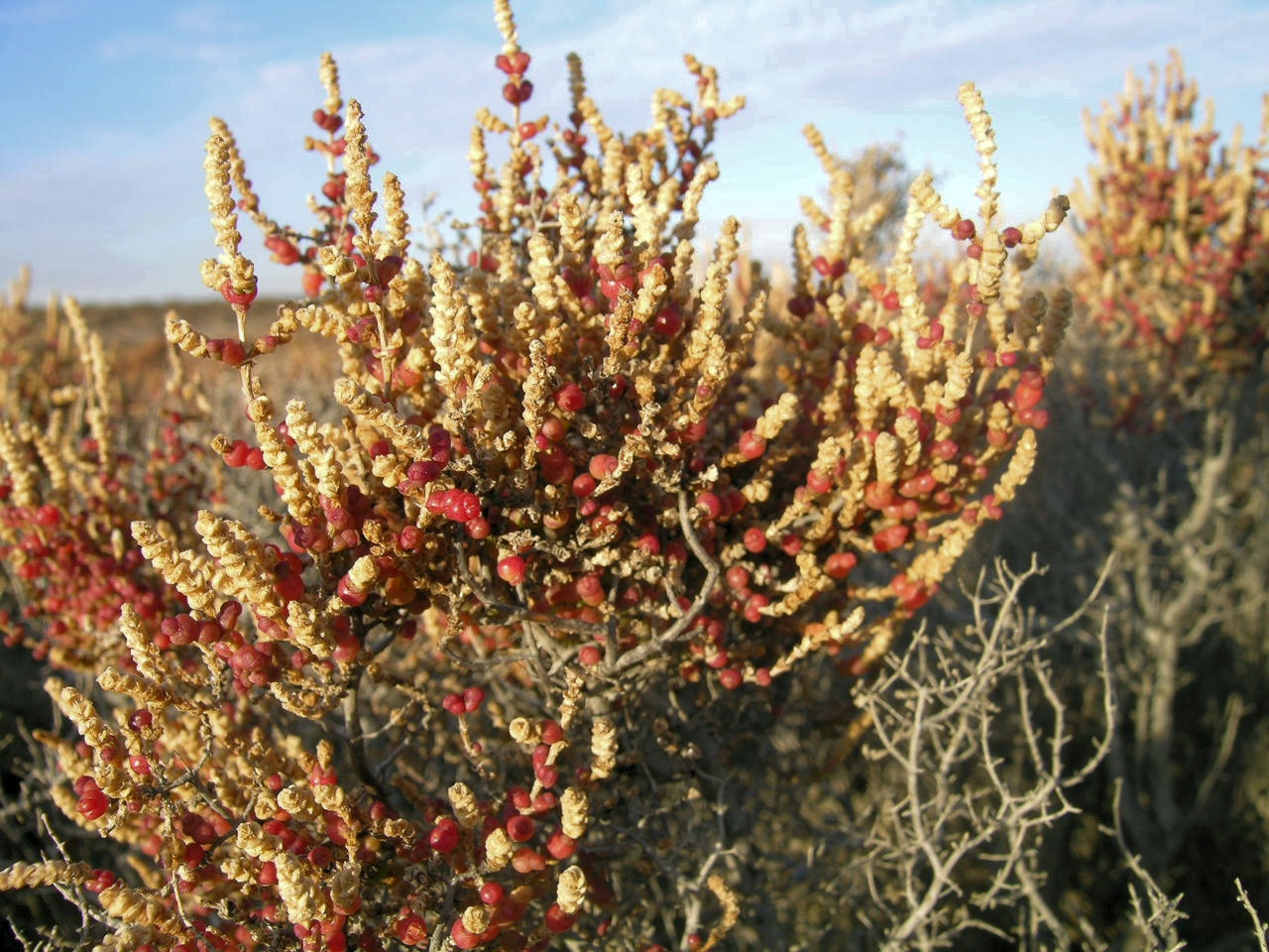 Tecticornia halocnemoides subsp. halocnemoides