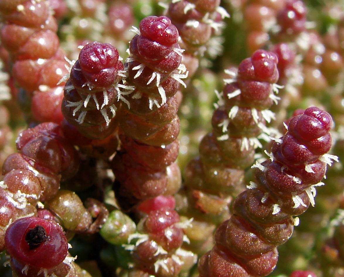 Tecticornia halocnemoides subsp. halocnemoides