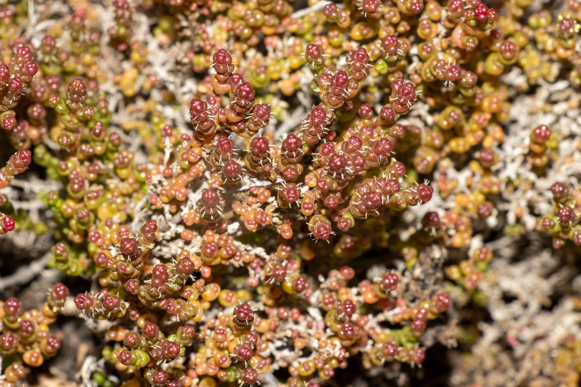 Tecticornia halocnemoides