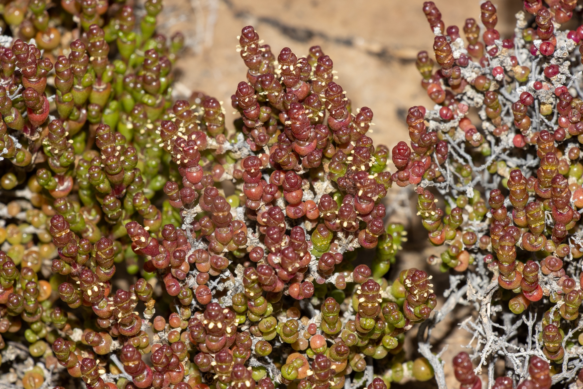 Tecticornia halocnemoides