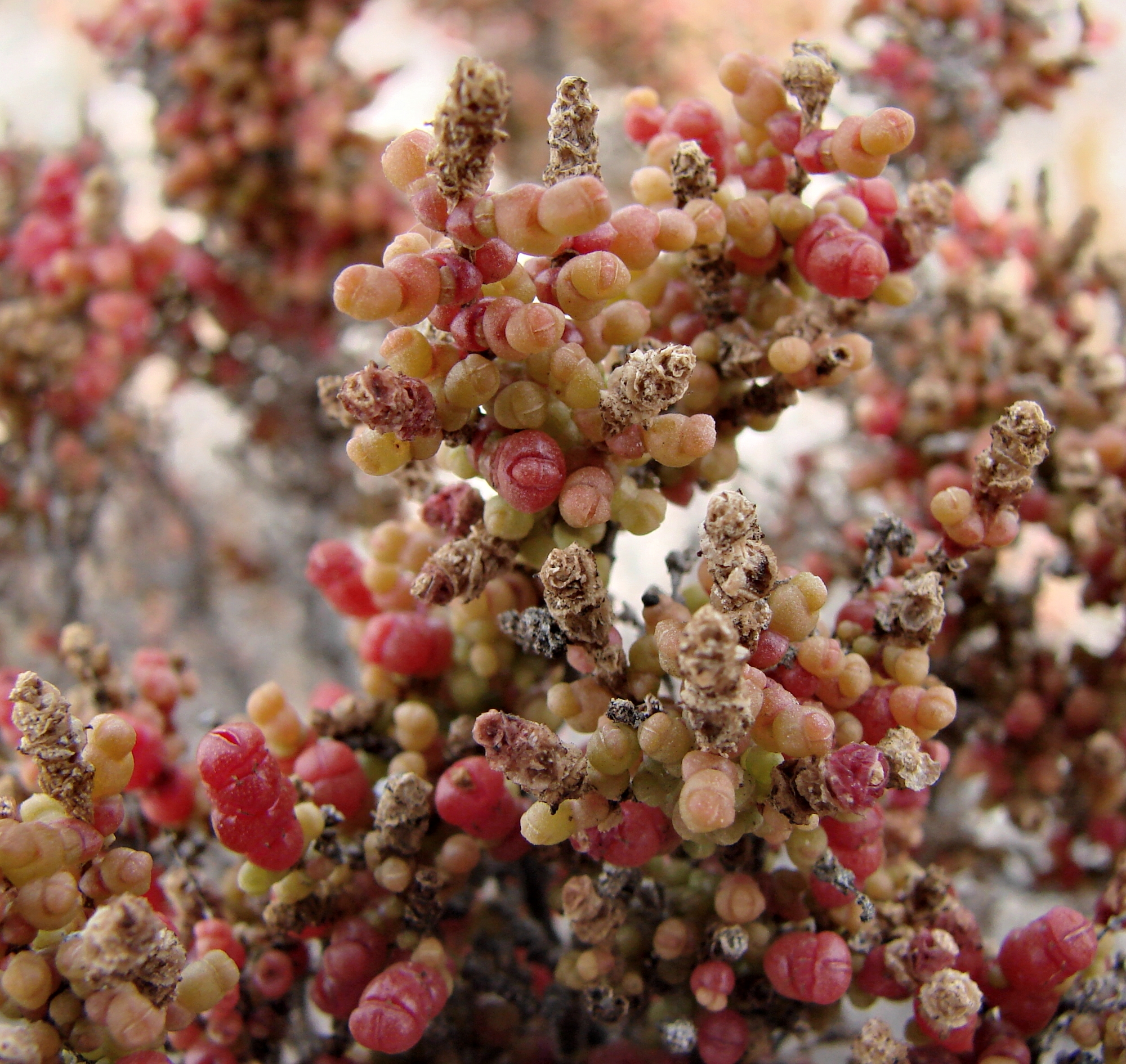 Tecticornia halocnemoides