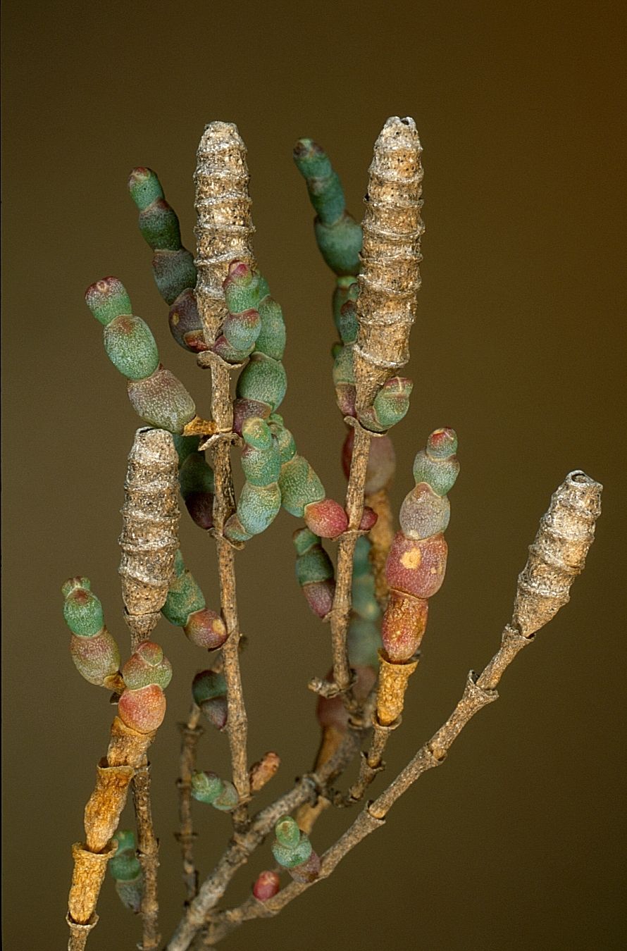 Tecticornia pruinosa