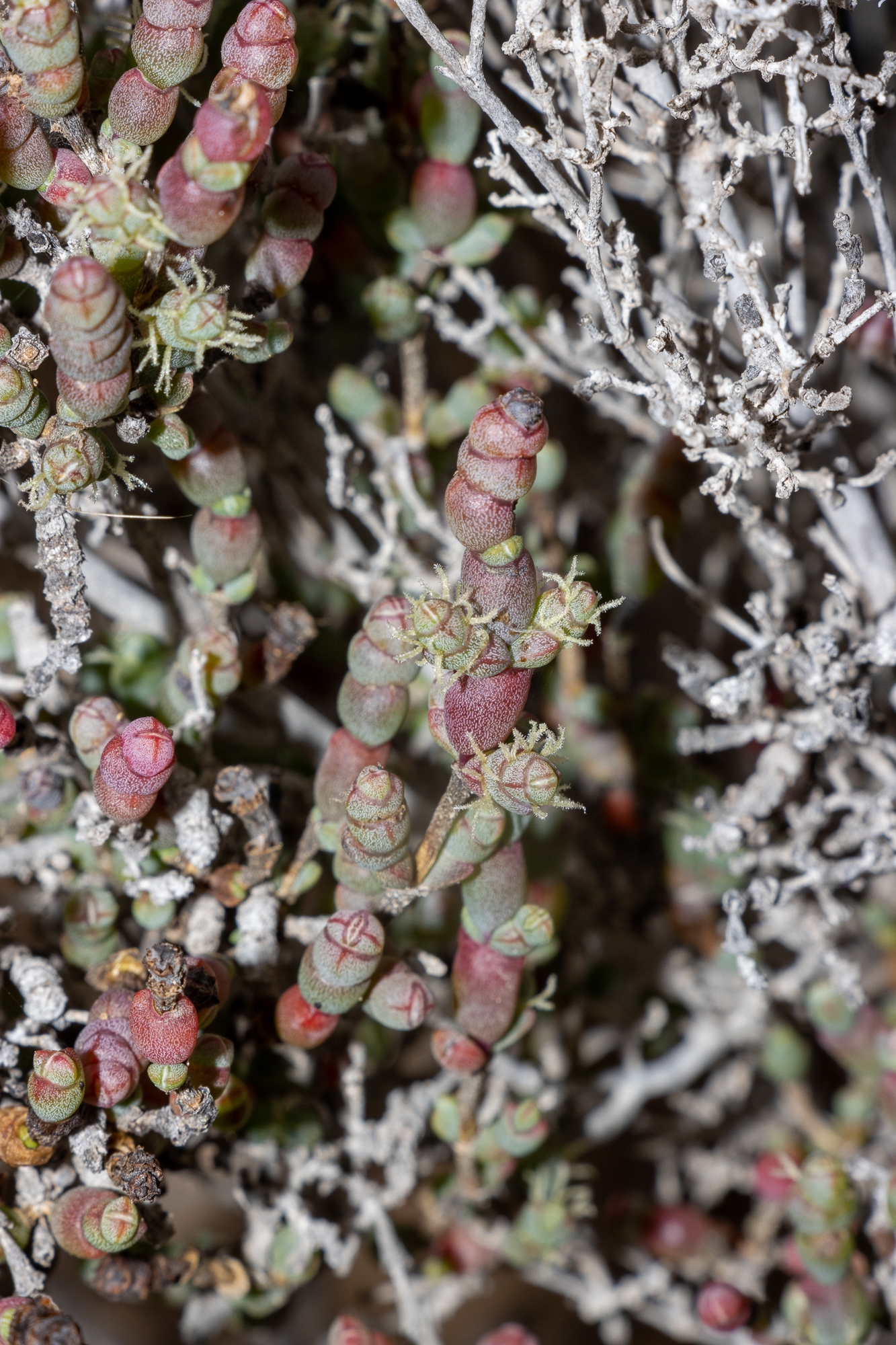 Tecticornia pruinosa