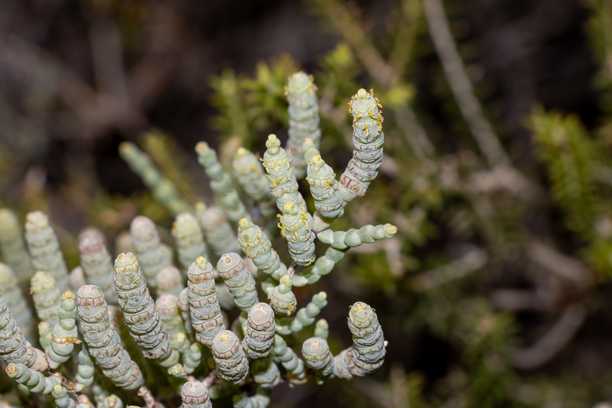 Tecticornia pterygosperma