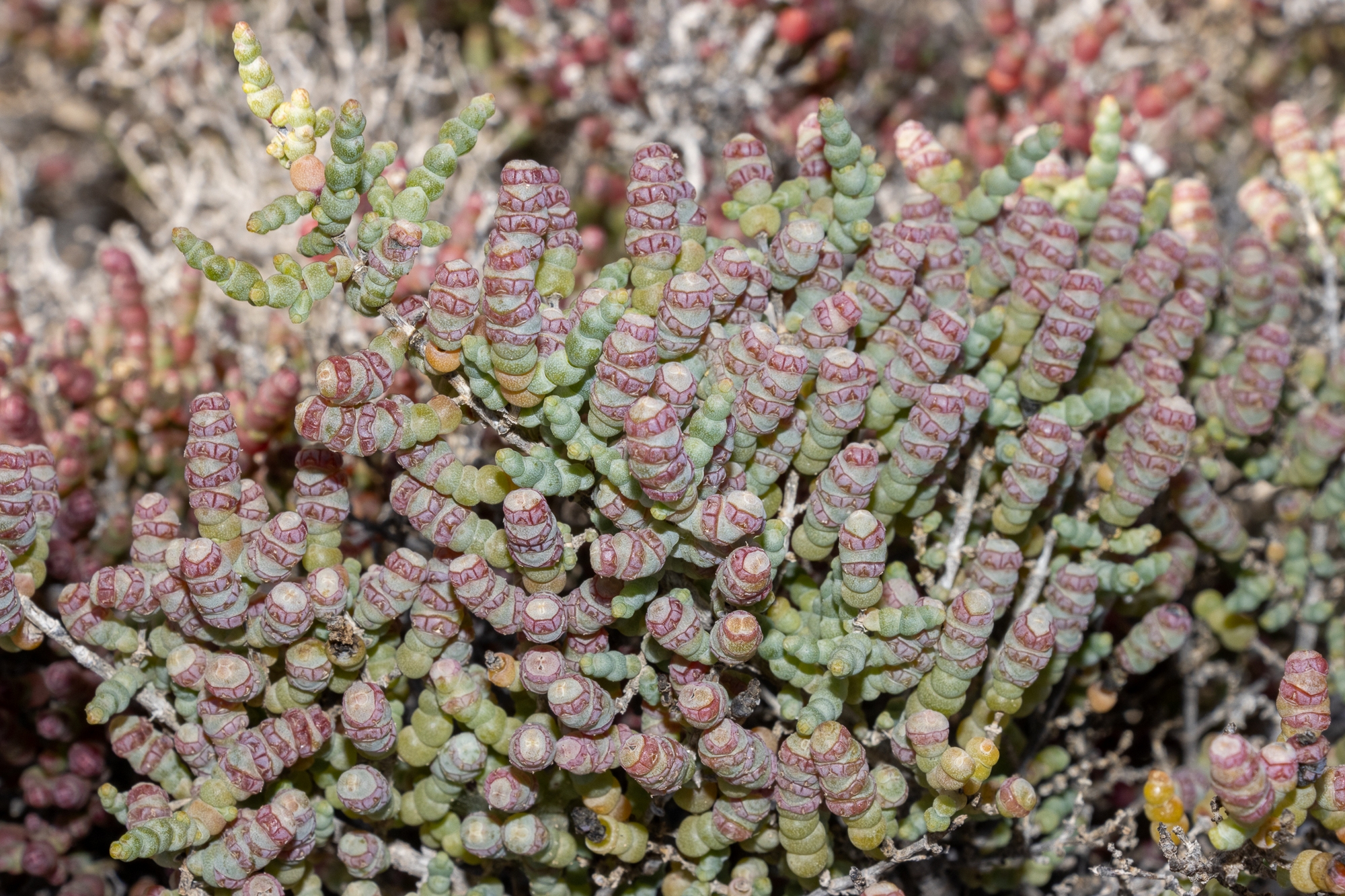 Tecticornia pterygosperma