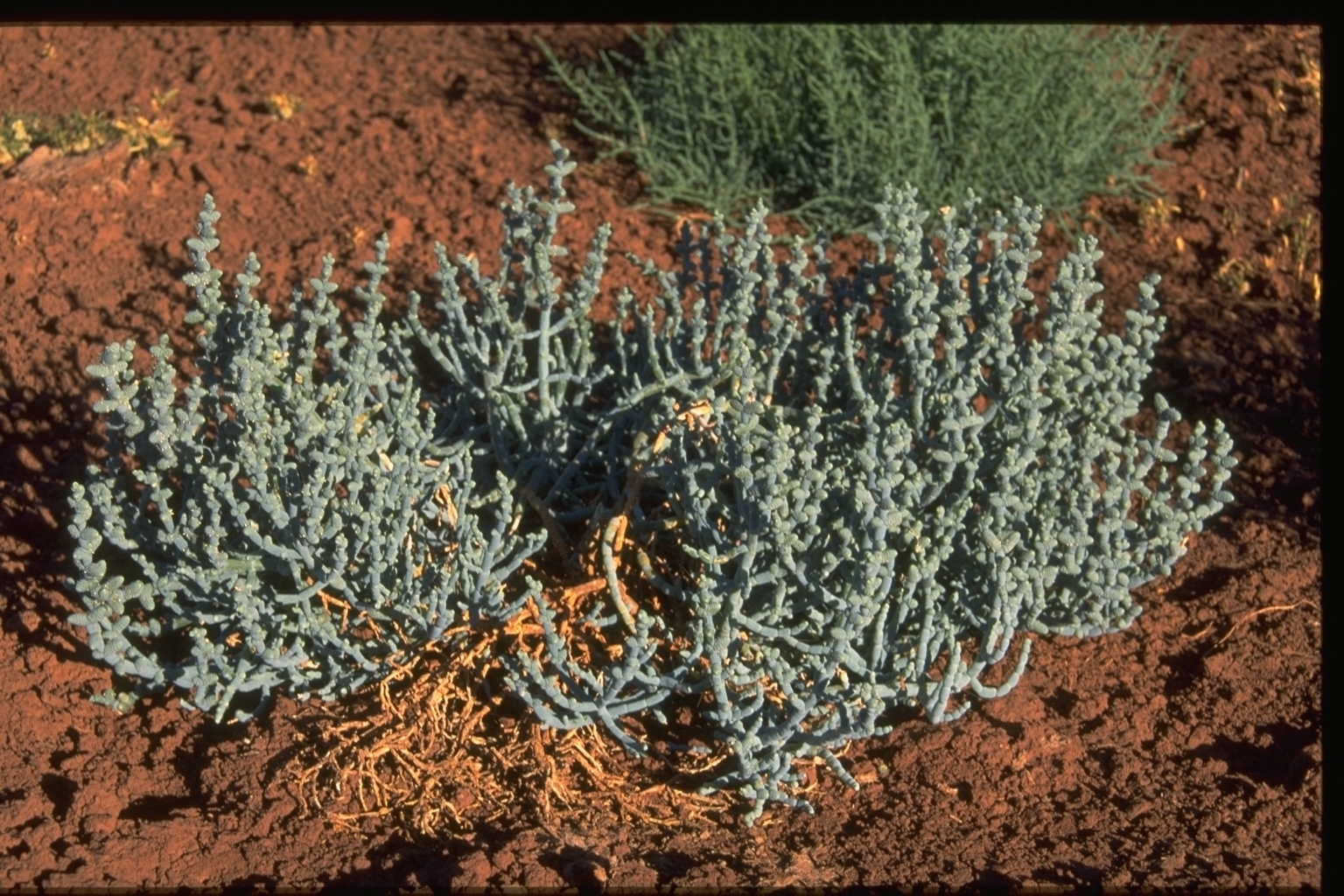 Tecticornia verrucosa