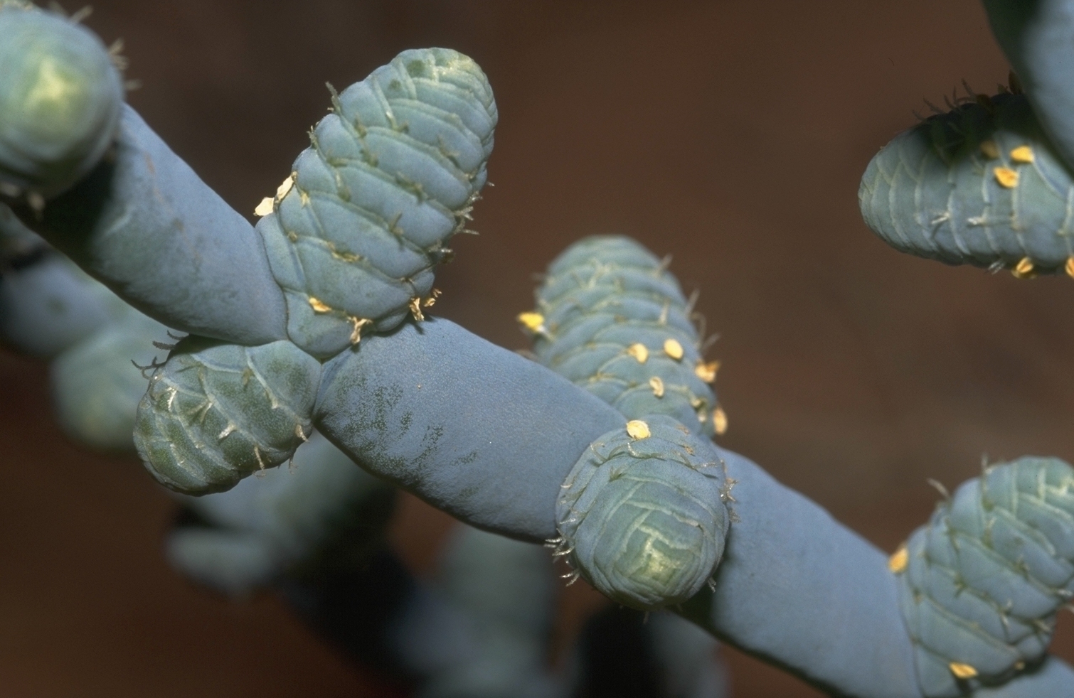 Tecticornia verrucosa